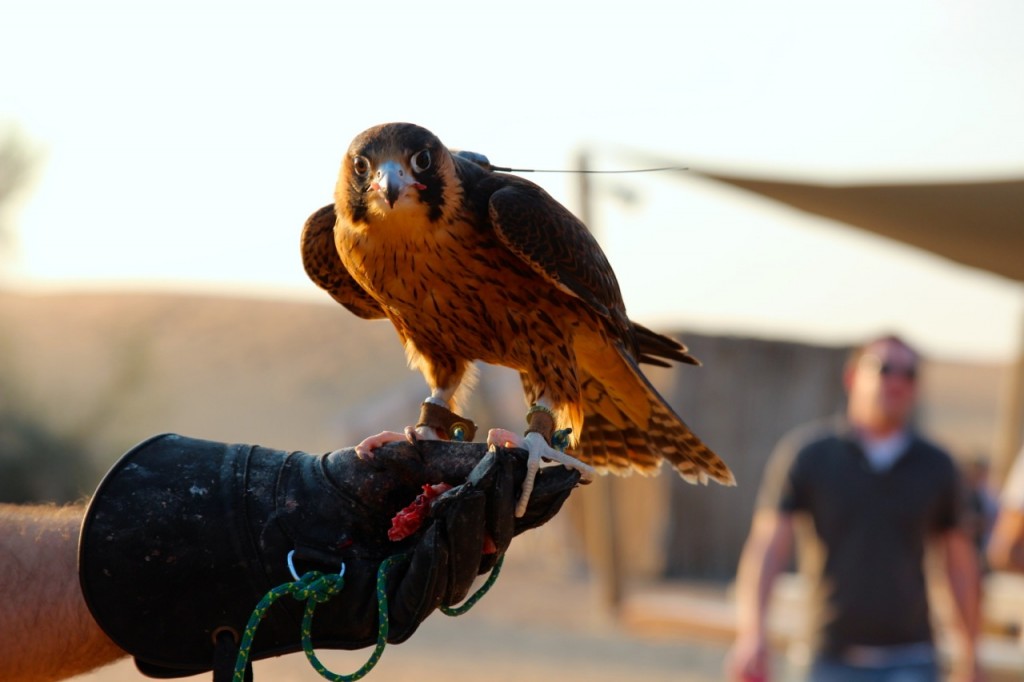 Vereinigte Arabische Emirate: Adler über Dubai – mit der Harley ins ...